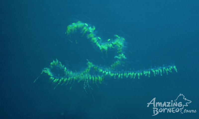 All You Need to Know about Jellyfish Season | Travelogue - Amazing ...